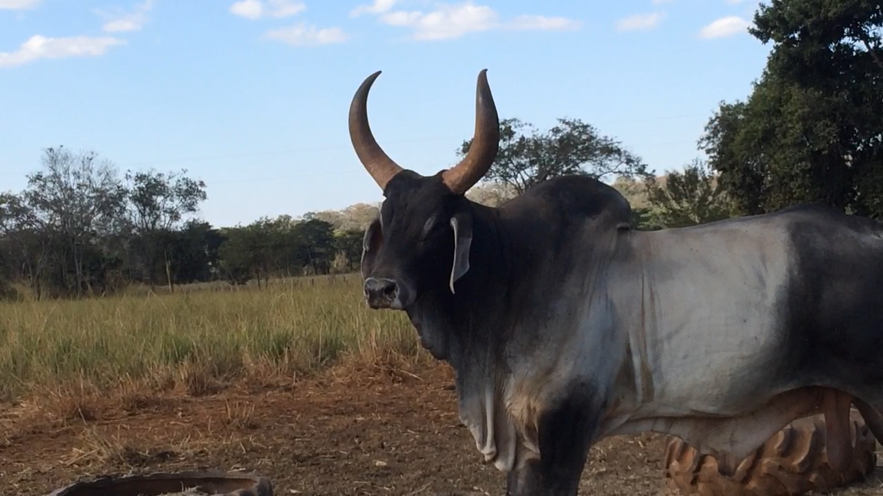 GADO GUZERÁ – introdução - Paracatu Rural