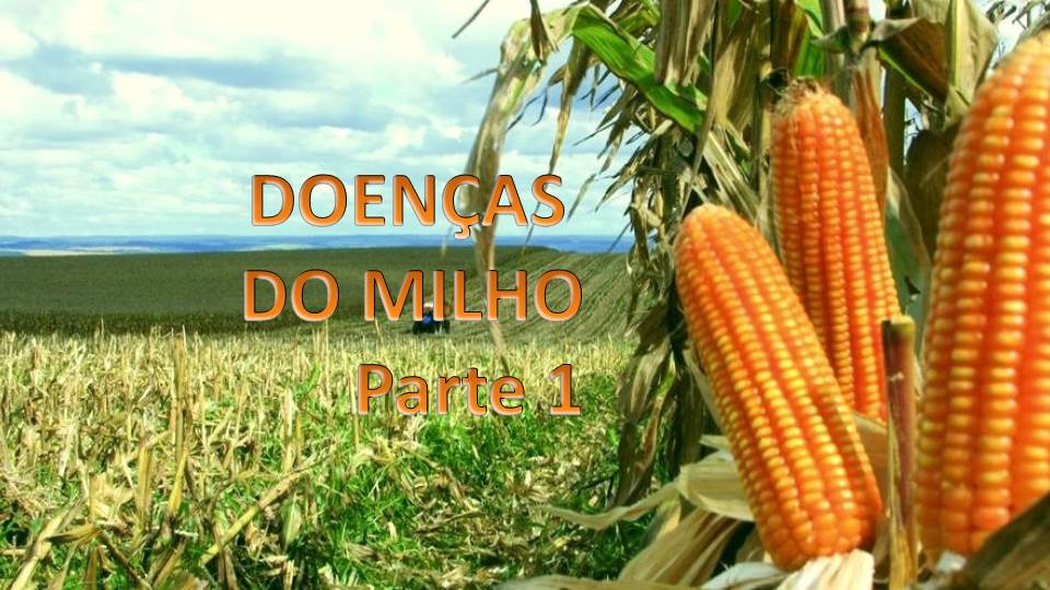 DOENÇAS DO MILHO – parte 1 - Paracatu Rural