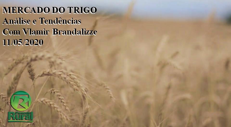 Mercado do Trigo – Análise e Tendências – Maio de 2020 - Paracatu Rural