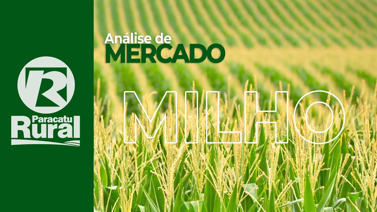 MILHO americano tem condições de ritmo maior que média histórica ...