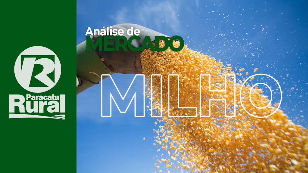 Lavouras de MILHO americano estão um pouco atrasadas e perderam ...