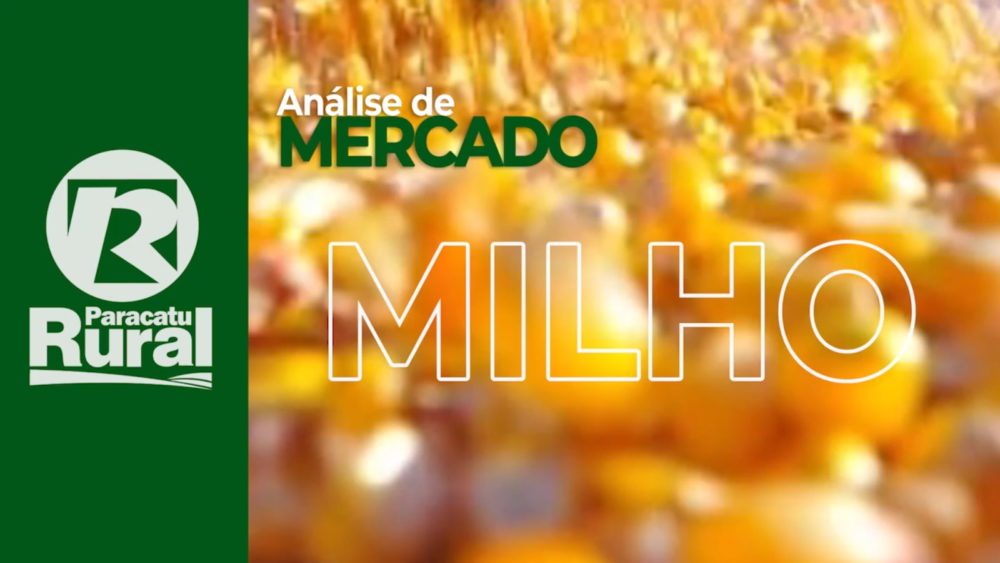 MILHO americano evoluindo rápido e lavouras estão em formação de espiga ...