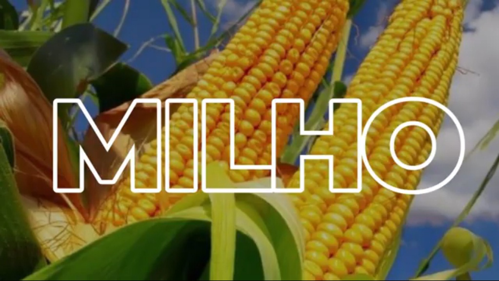 Primeiras colheitas de MILHO americano devem começar na 2ª semana de ...