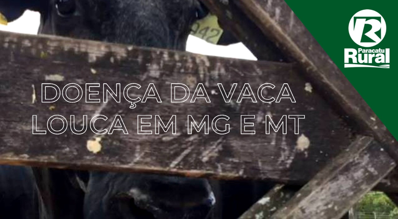 Ministério da Agricultura confirma casos de VACA LOUCA em MT e MG ...