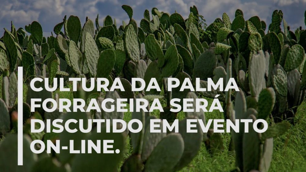 Cultura da PALMA FORRAGEIRA e os diversos usos da planta será discutido em evento on-line ...