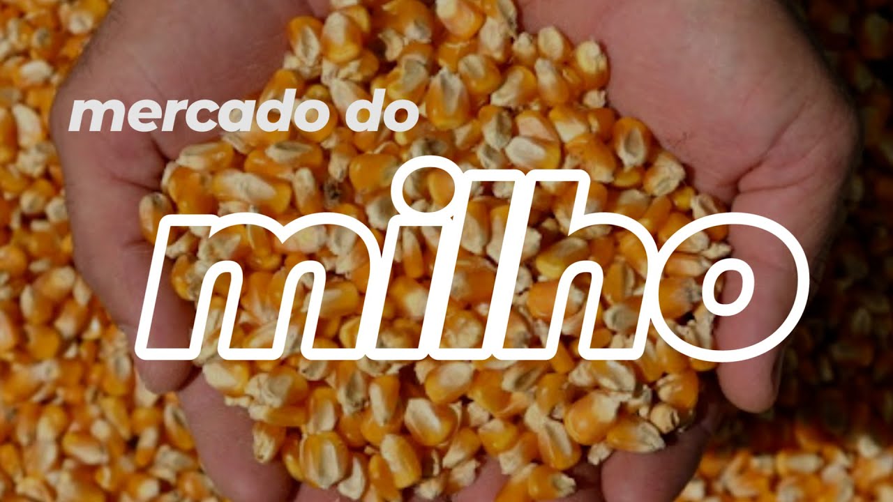 MILHO americano tem ritmo de colheita mais rápido da história ...