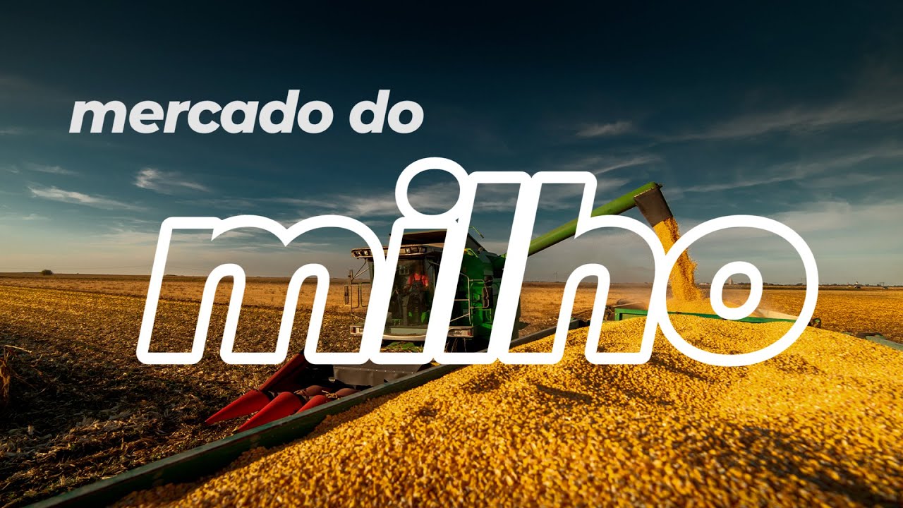 Ritmo de COLHEITA do MILHO americano está forte e mercado está em ...