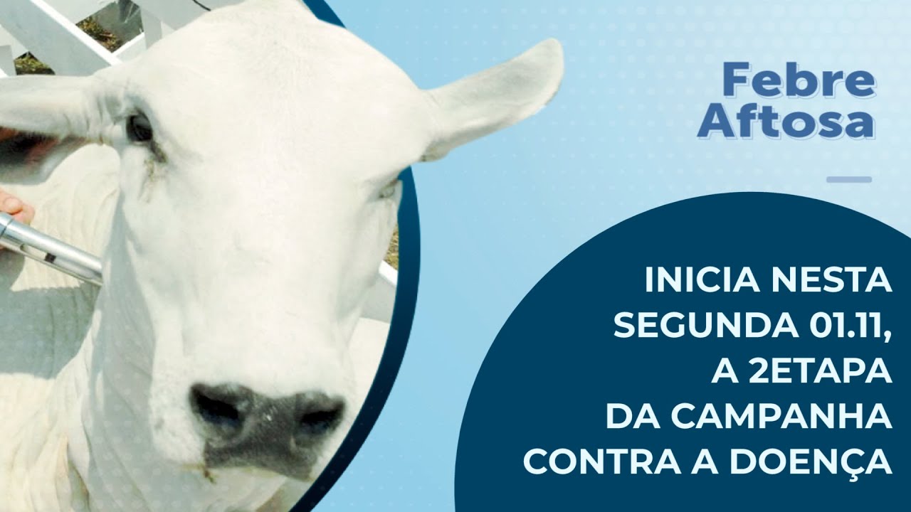 FEBRE AFTOSA: Inicia segunda etapa da campanha contra a doença ...