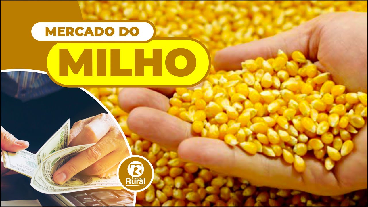 MILHO americano em reta final de COLHEITA. No Brasil, sobra produto e ...