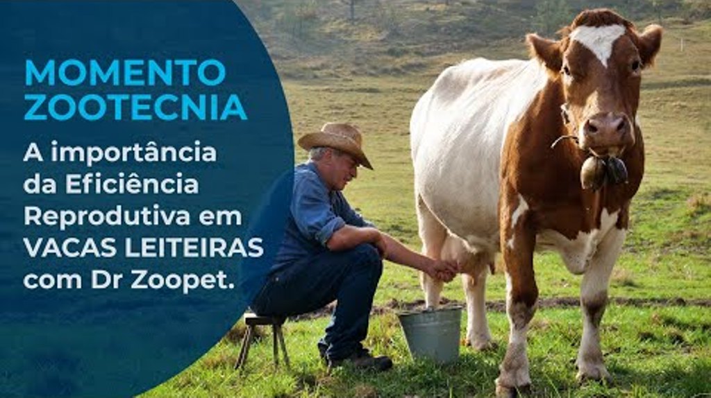 Saiba a importância da Eficiência Reprodutiva em VACAS LEITEIRAS com Dr ...