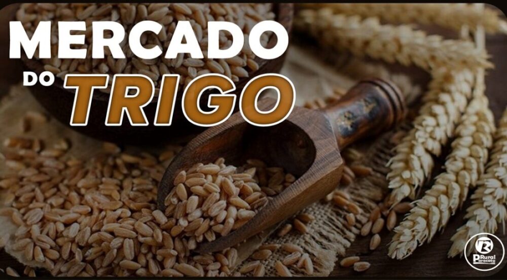 Consumo mundial de trigo será 11 milhões de toneladas maior que a ...