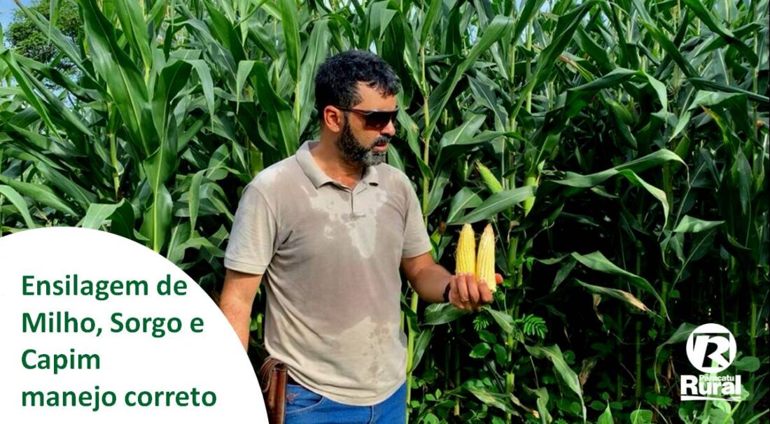 Ensilagem de Milho, Sorgo e Capim, Saiba o Manejo Correto Com o Agrônomo Fabrício Andrade ...