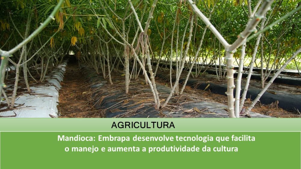 Mandioca: Embrapa desenvolve tecnologia que facilita o manejo e aumenta ...