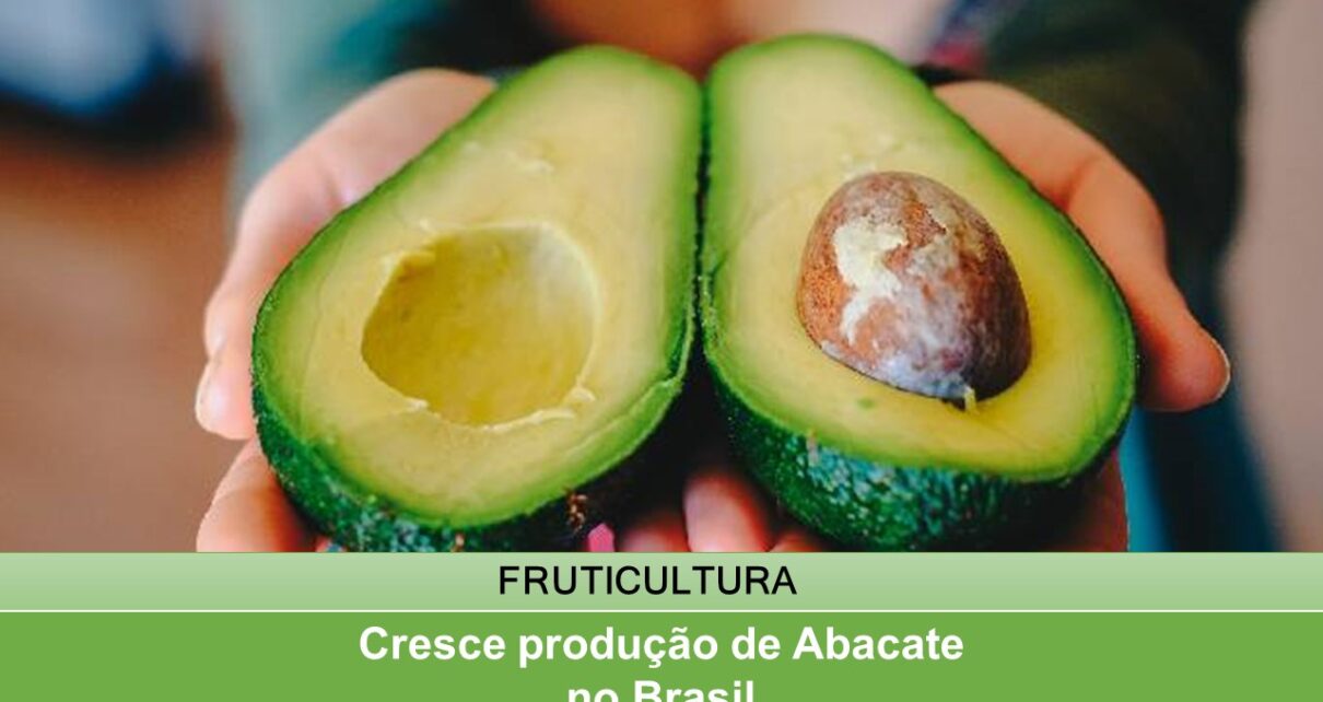 Cresce produção de Abacate no Brasil - Paracatu Rural