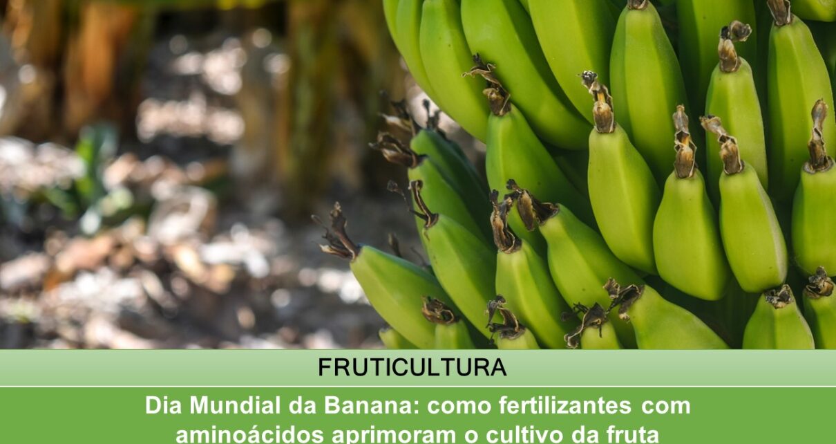 Dia Mundial da Banana: como fertilizantes com aminoácidos aprimoram o ...