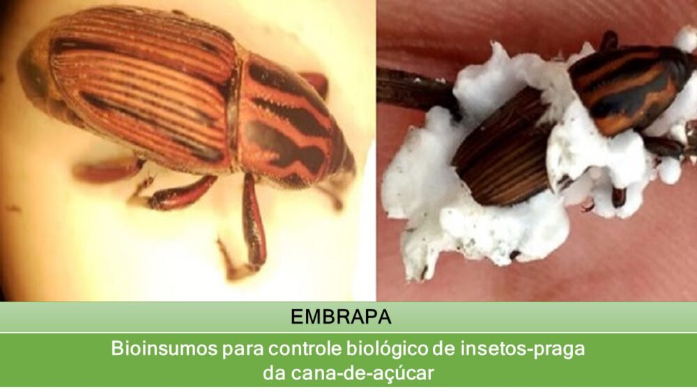 Bioinsumos para controle biológico de insetos-praga da cana-de-açúcar ...