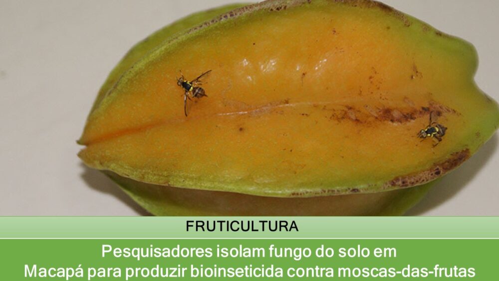 Pesquisadores isolam fungo do solo em Macapá para produzir ...