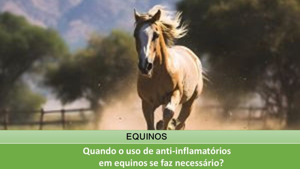 Quando o uso de anti-inflamatórios em equinos se faz necessário ...