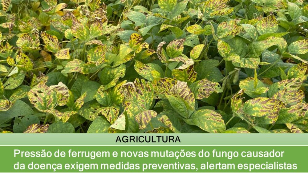 Pressão de ferrugem e novas mutações do fungo causador da doença exigem ...