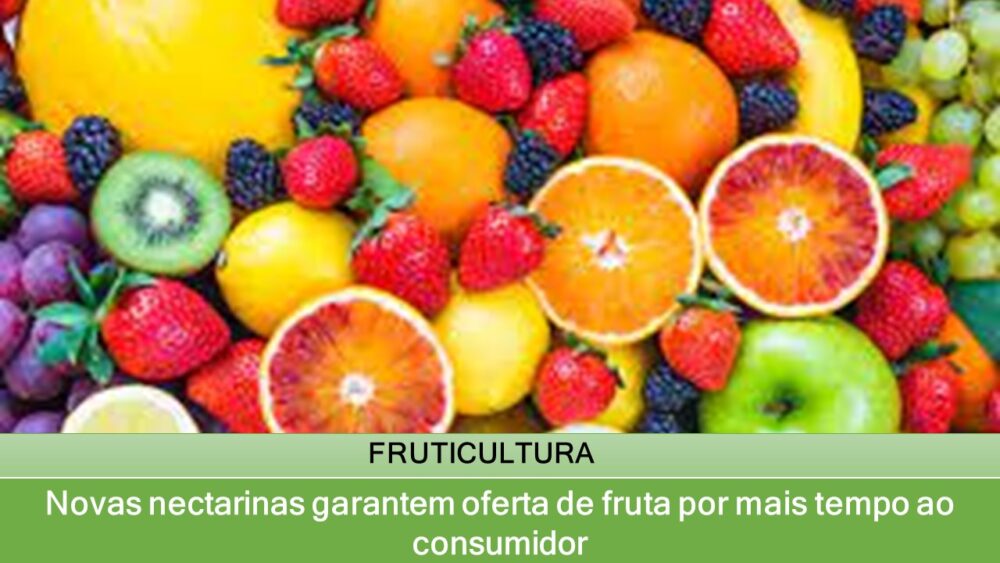 Novas nectarinas garantem oferta de fruta por mais tempo ao consumidor ...