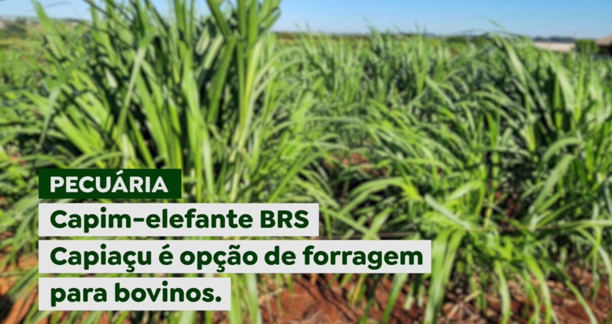 Capim-elefante BRS Capiaçu é opção de forragem para bovinos - Paracatu ...