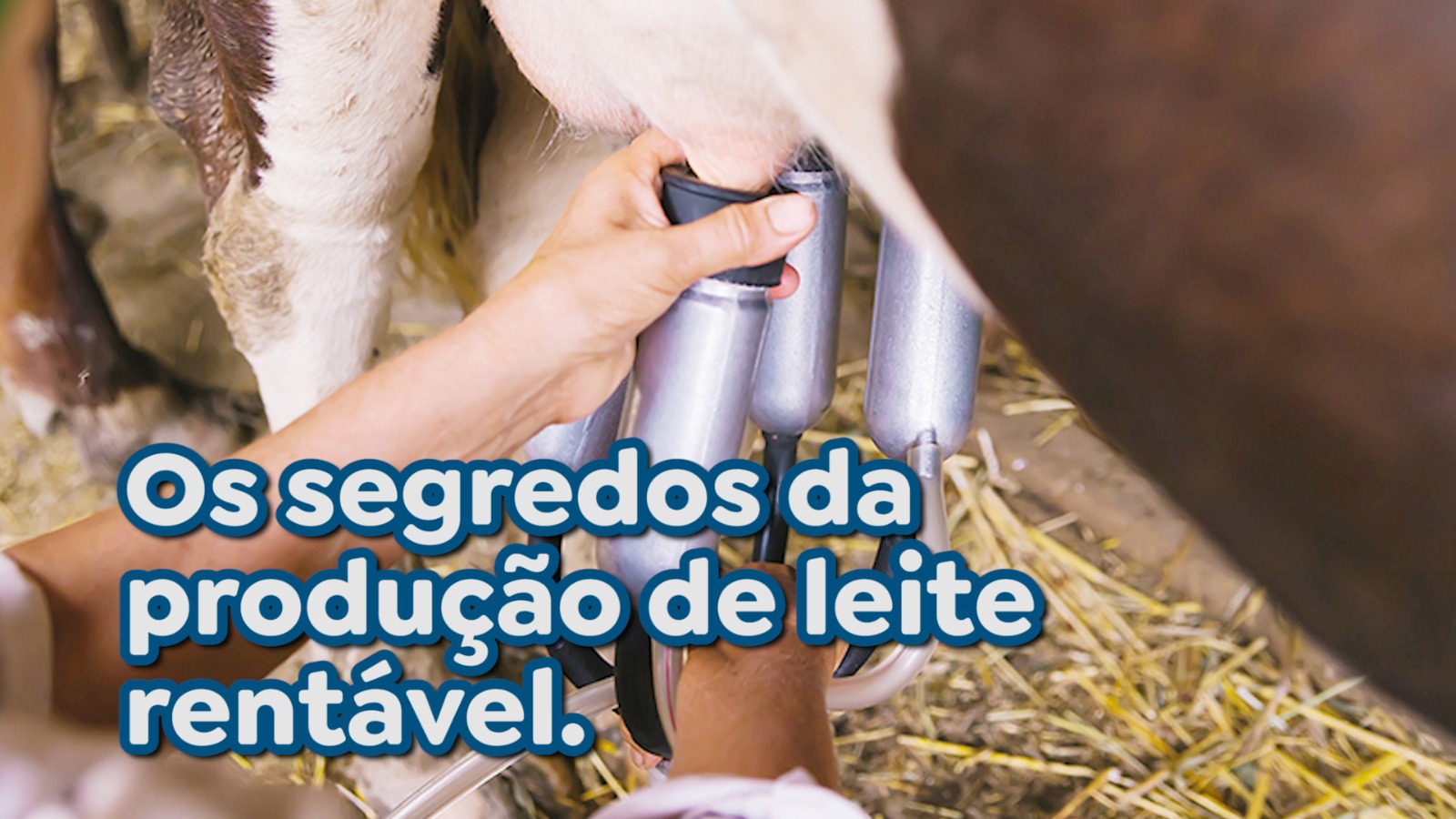 Os segredos da produção de leite rentável - Paracatu Rural