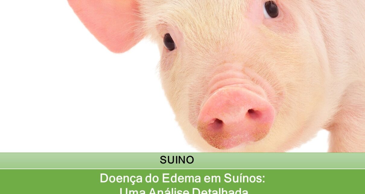 Doença do Edema em Suínos: Uma Análise Detalhada - Paracatu Rural