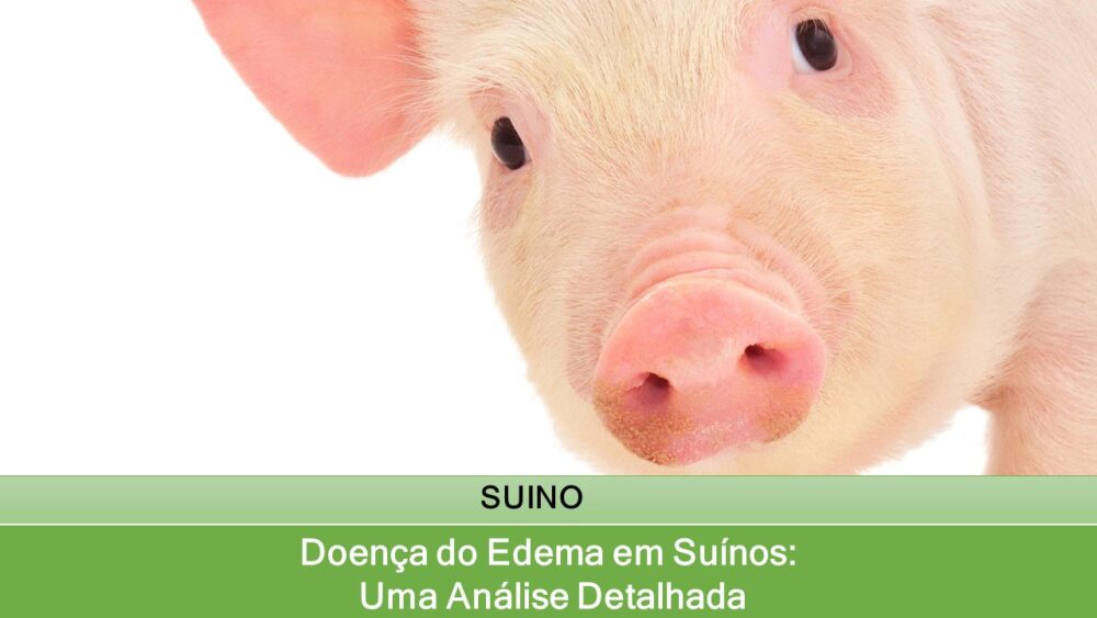 Doença do Edema em Suínos: Uma Análise Detalhada - Paracatu Rural