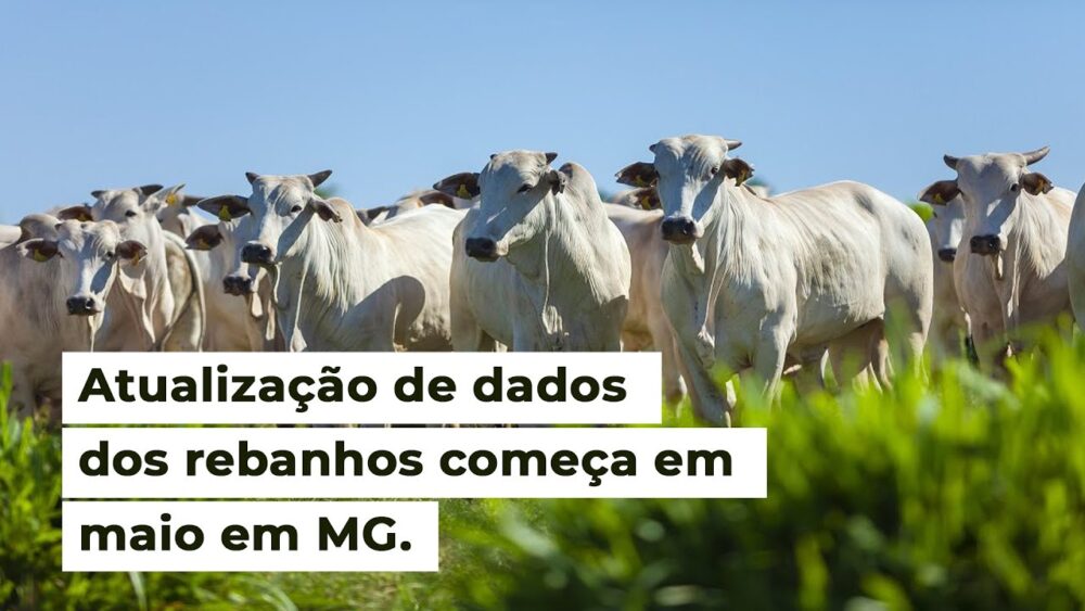 Atualização de dados dos rebanhos começa em maio em MG - Paracatu Rural