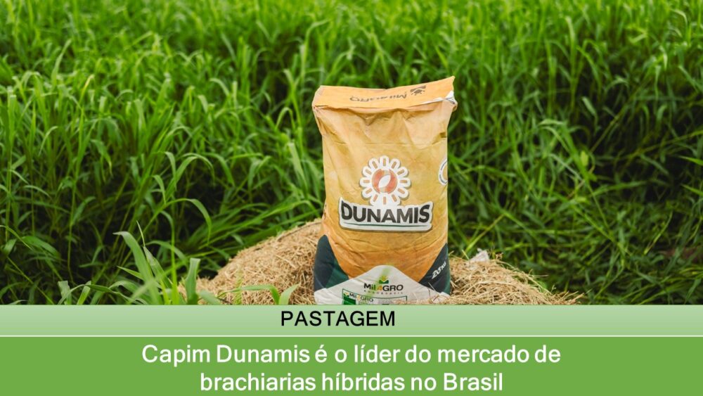 Capim Dunamis é o líder do mercado de brachiarias híbridas no Brasil ...