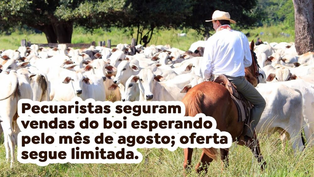 Pecuaristas seguram vendas do boi esperando pelo mês de agosto; oferta ...