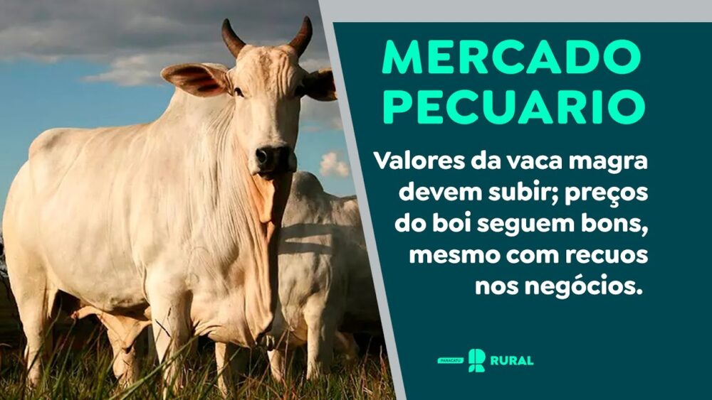 Valores da vaca magra devem subir; preços do boi seguem bons, mesmo com ...