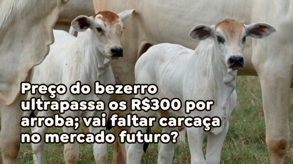 Preço do bezerro ultrapassa os R$300 por arroba; vai faltar carcaça no ...