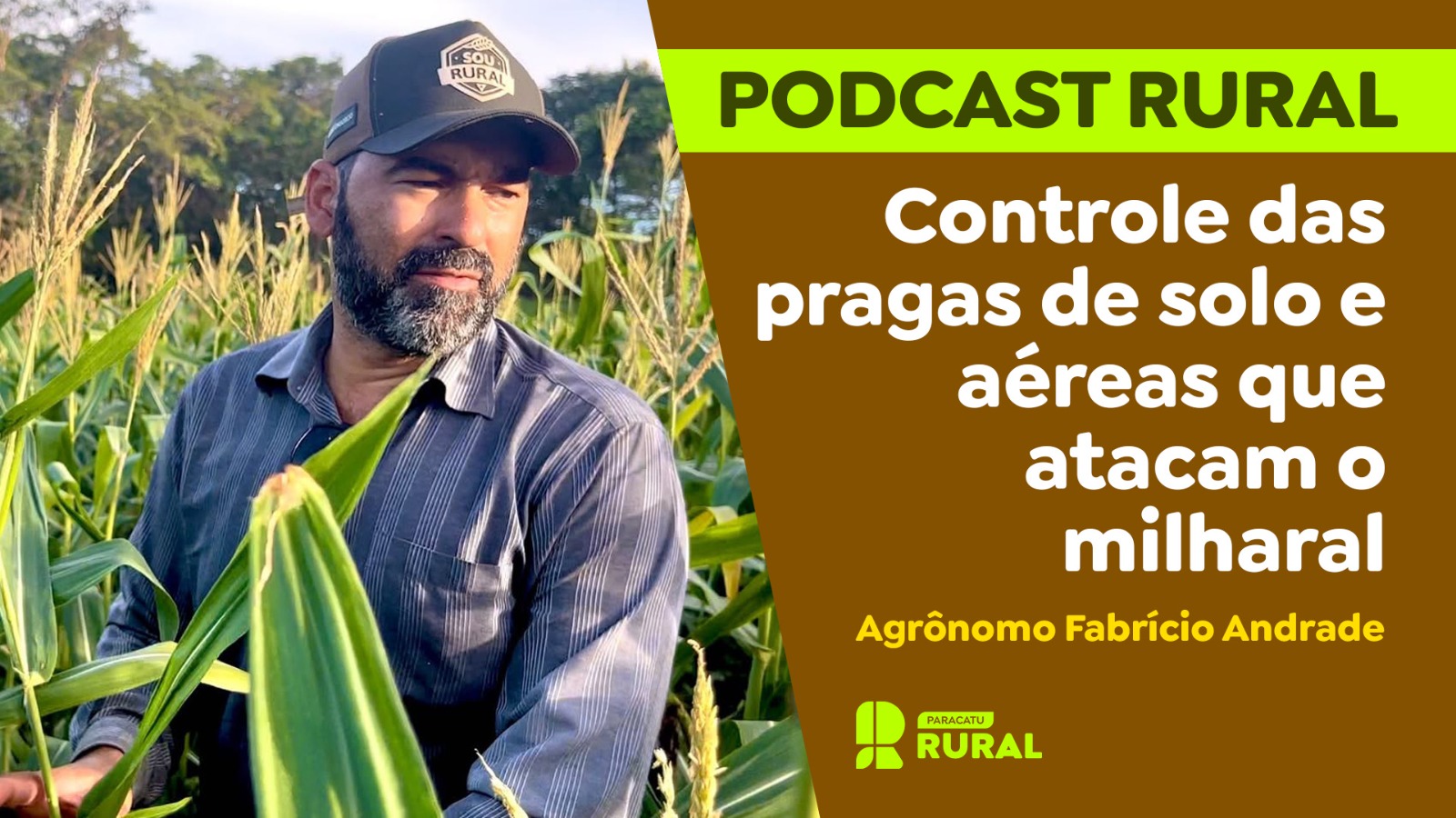 Controle das pragas de solo e aéreas que atacam o milharal - Paracatu ...