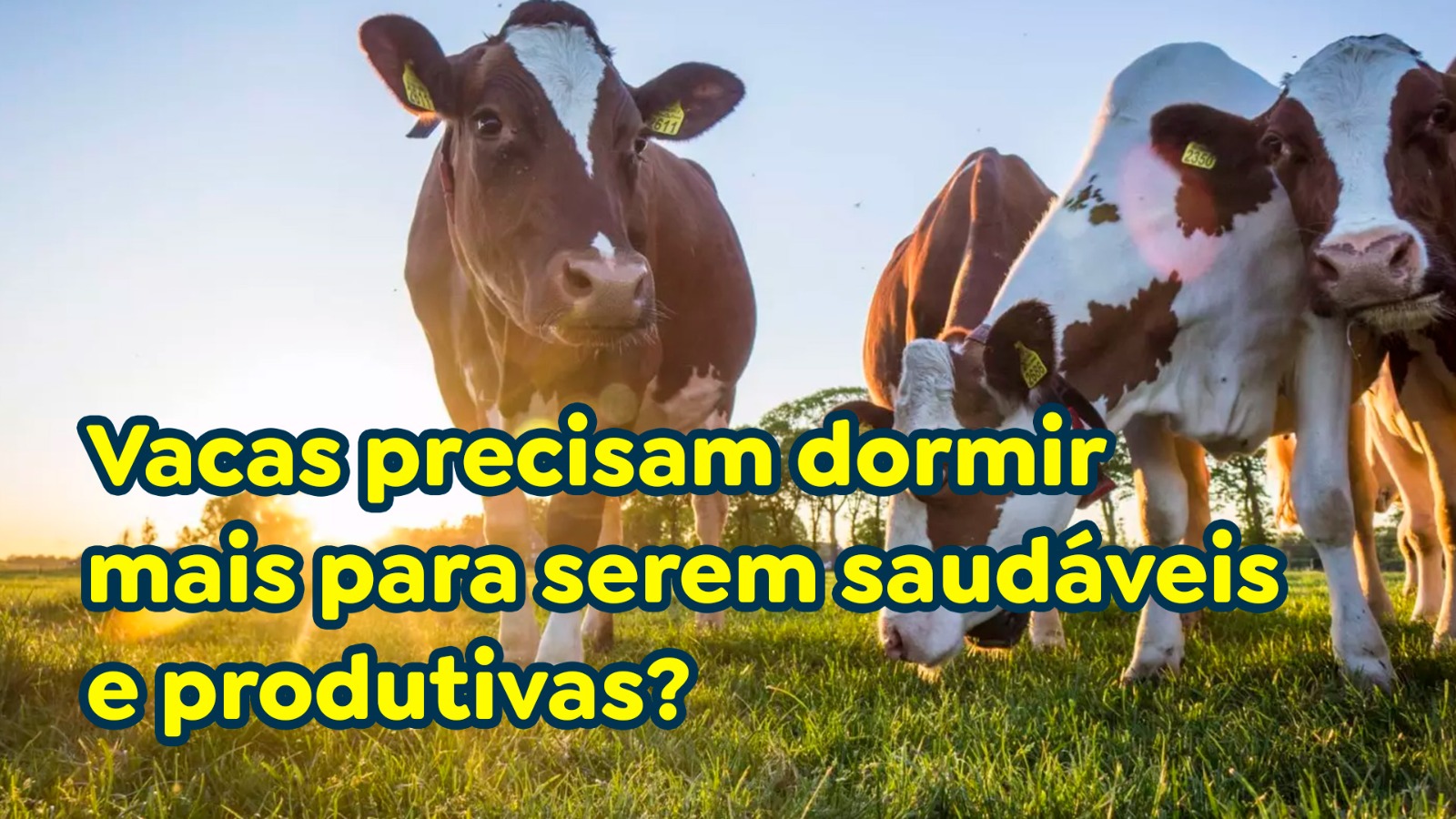 Vacas precisam dormir mais para serem saudáveis e produtivas ...