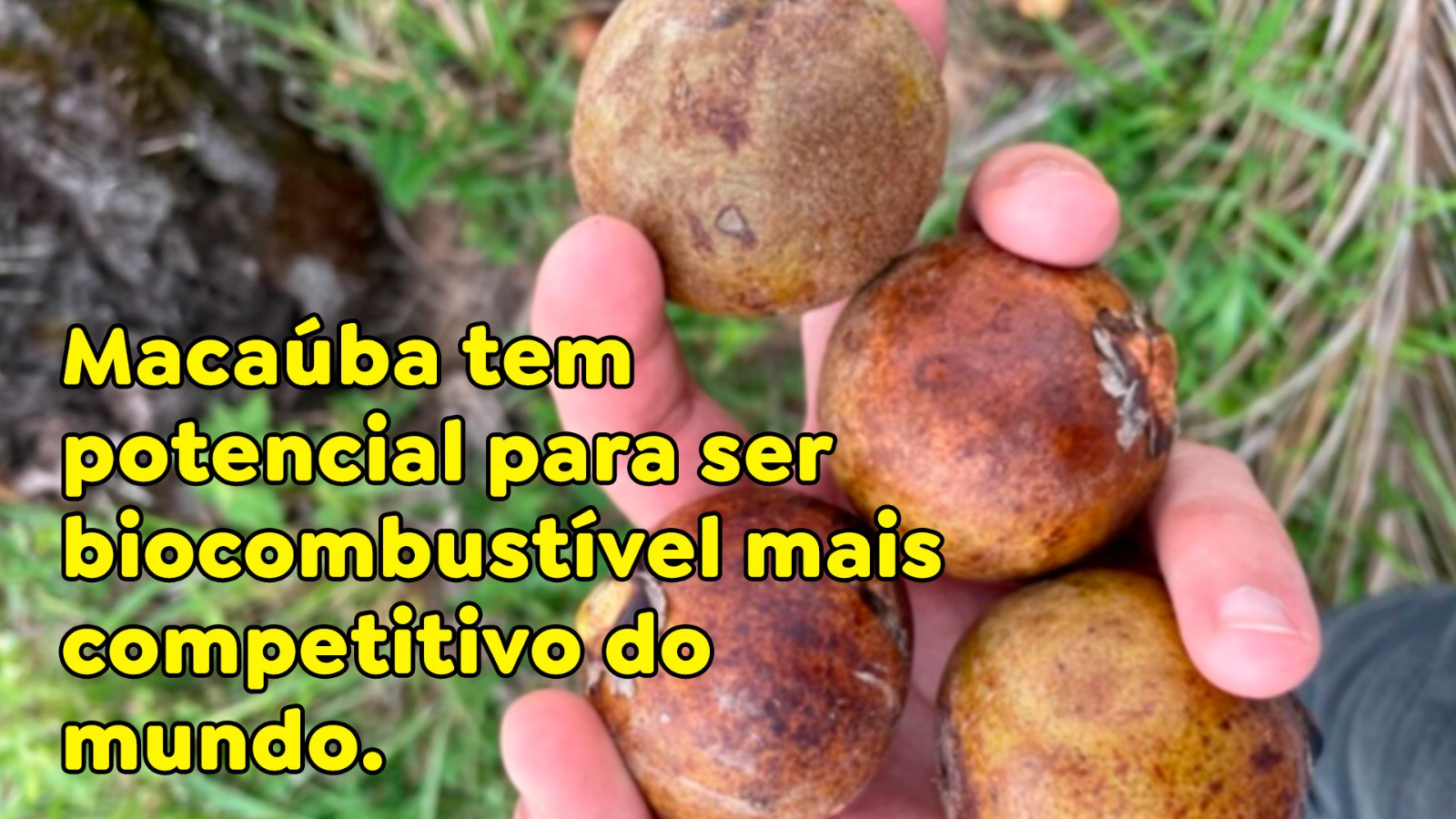 Macaúba tem potencial para ser biocombustível mais competitivo do mundo ...