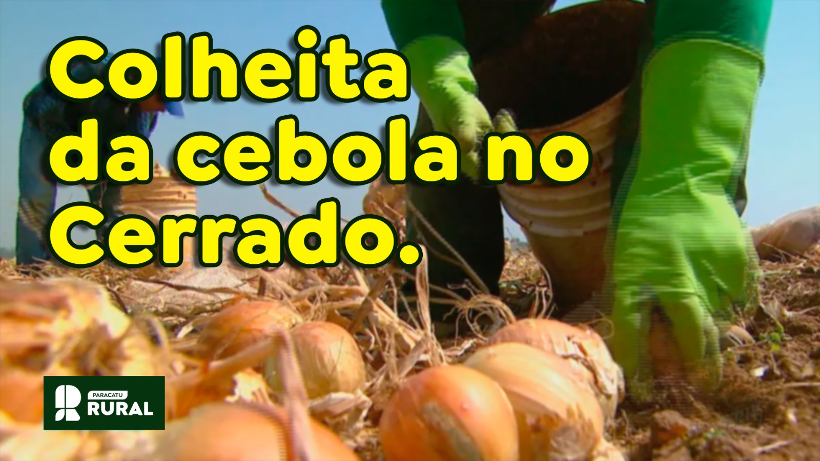 Colheita da cebola começa a ganhar ritmo no Cerrado - Paracatu Rural