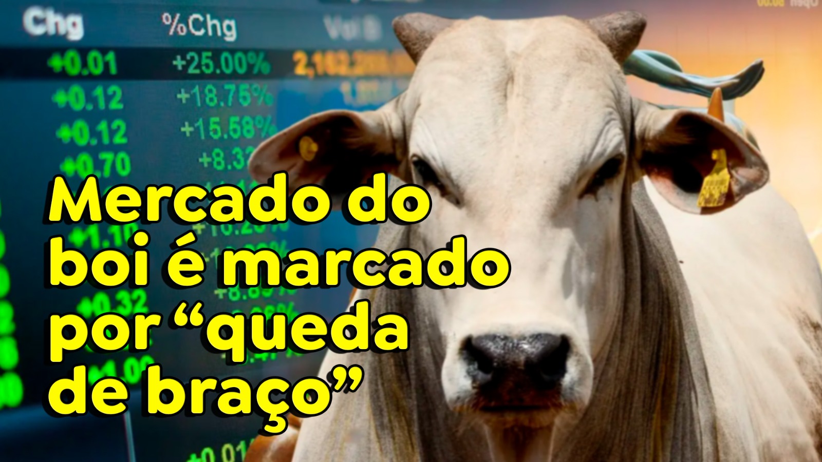 Mercado do boi é marcado por “queda de braço” entre pecuaristas e ...
